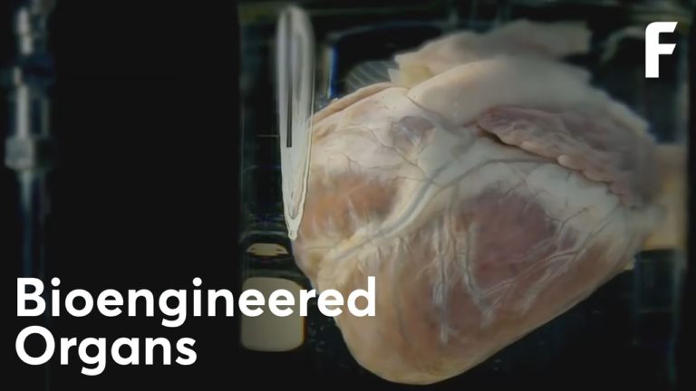 The Bioengineered Organs That Will Save Lives - HIGH T3CH