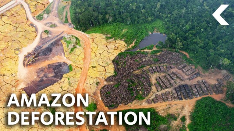 What Ever Happened To Saving The Rainforest? - HIGH T3CH